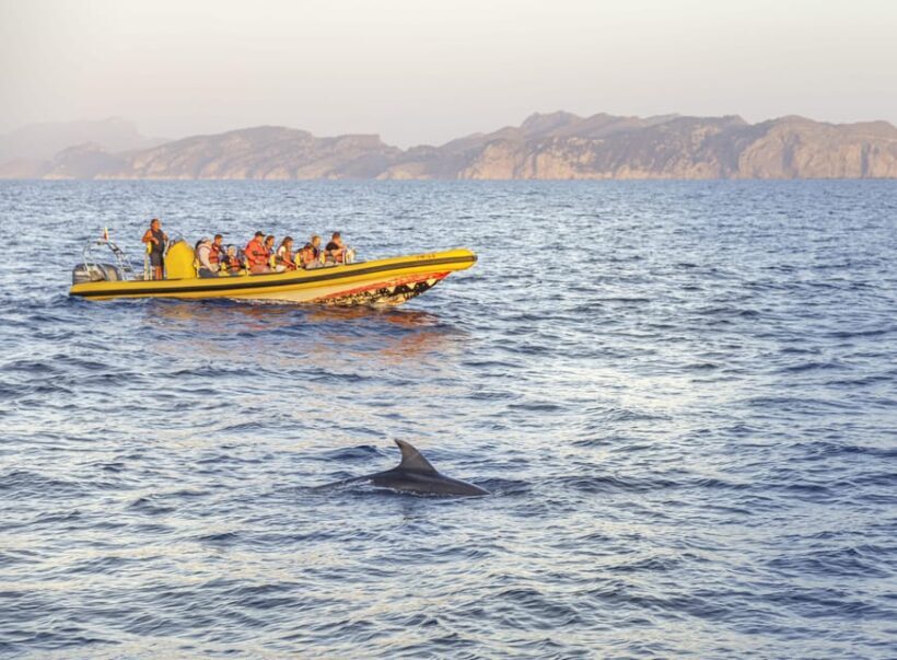 From Alcudia: Sunrise Dolphin Watching Boat Tour - Frequently Asked Questions