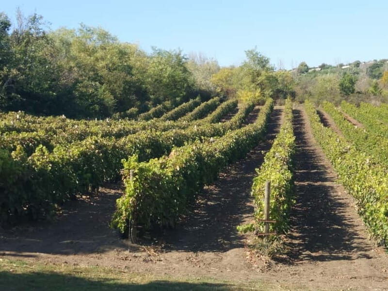 From Alicante and Elche: Guided tour for vineyard and winery with tasting - Who Should Consider This Tour?