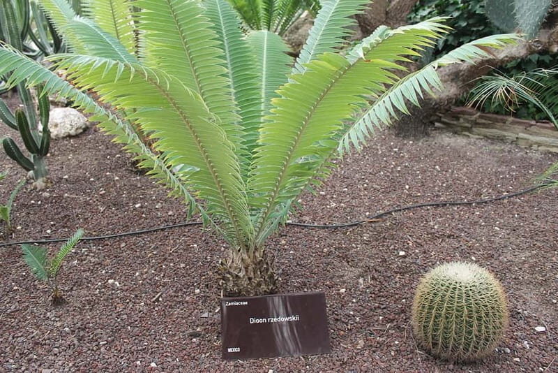 From Alicante: Tour to the National Botanical Garden - Exploring the National Botanical Garden: An Authentic Nature Escape