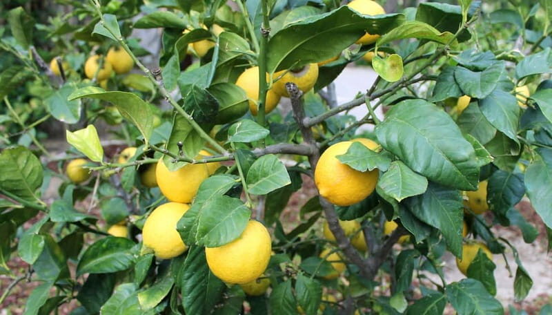 From Alicante: Tour to the National Botanical Garden - Why This Tour Offers Value and Authenticity
