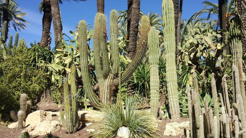 From Alicante: Tour to the National Botanical Garden - FAQ