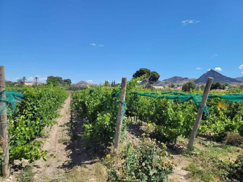 From Alicante: Winery Tour and Wine Tasting with Tapas - Practical Details and Considerations