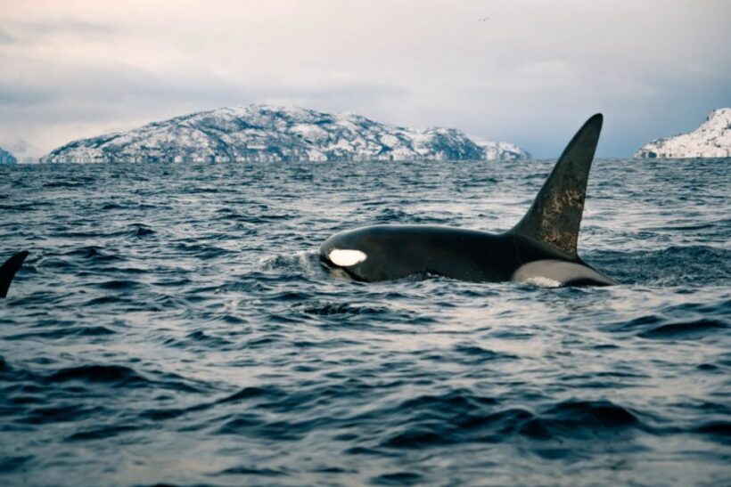 From Alta: Small Group Whale Watching by RIB - Key Points