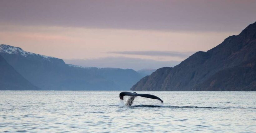 From Alta: Small Group Whale Watching by RIB - An Introduction to the Arctic Whale-Watching Experience
