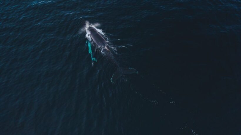 From Alta: Small Group Whale Watching by RIB - Who Should Consider This Tour?