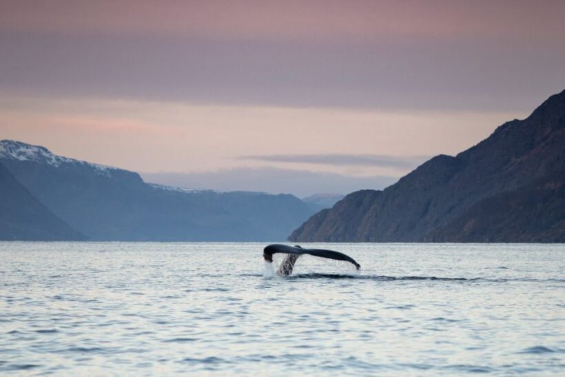 From Alta: Small Group Whale Watching by RIB - Final Thoughts