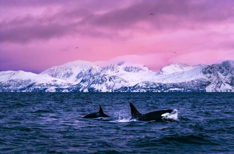 From Alta: Whale and Seabird Cruise - Key Points: