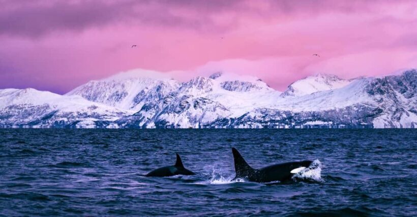From Alta: Whale and Seabird Cruise - An In-Depth Look at the Alta Whale and Seabird Cruise