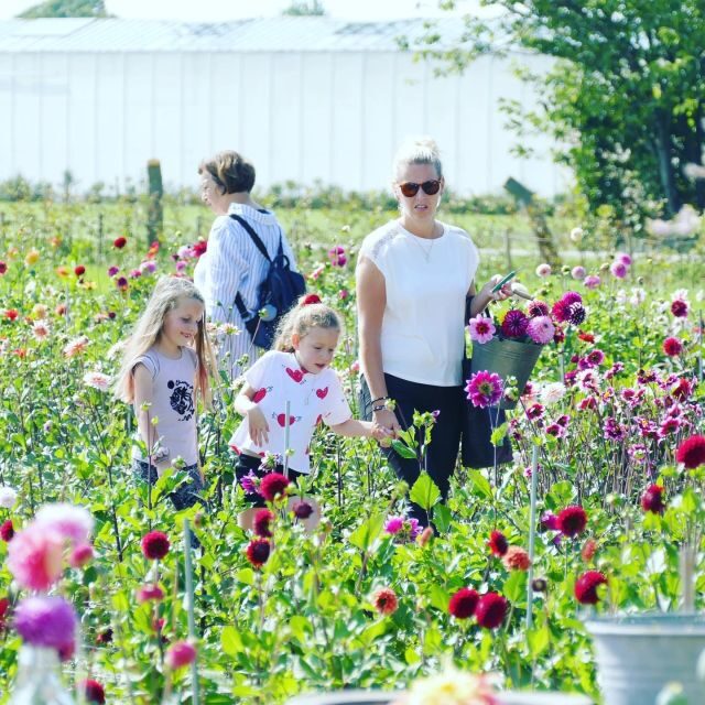 From Amsterdam: Holland Flower and Windmill Tour - summer ed - Introduction