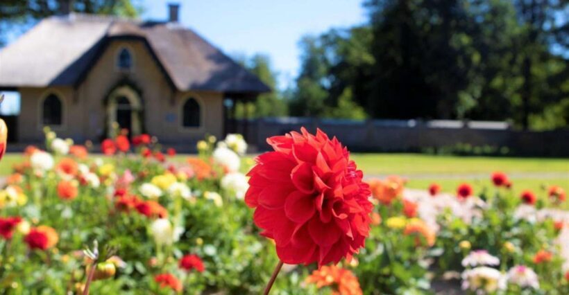 From Amsterdam: Holland Flower and Windmill Tour - summer ed - Key Points