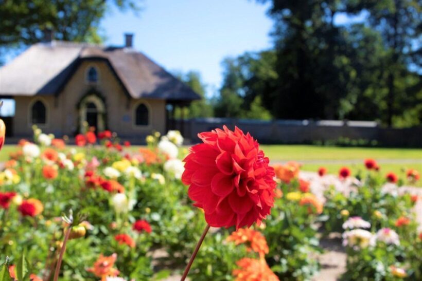 From Amsterdam: Holland Flower and Windmill Tour - summer ed - The Prospect of Guided Commentary