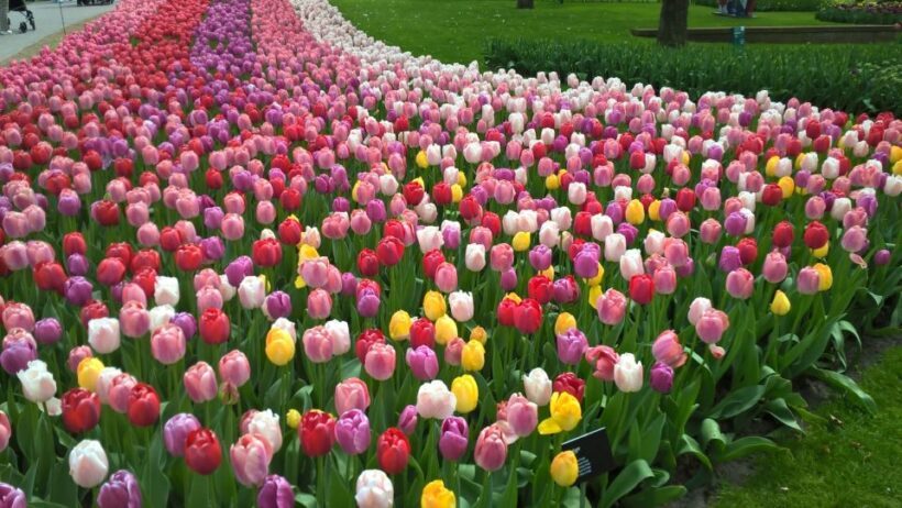 From Amsterdam: Keukenhof and Zaanse Schans Small Group Tour - An In-Depth Look at the Tour