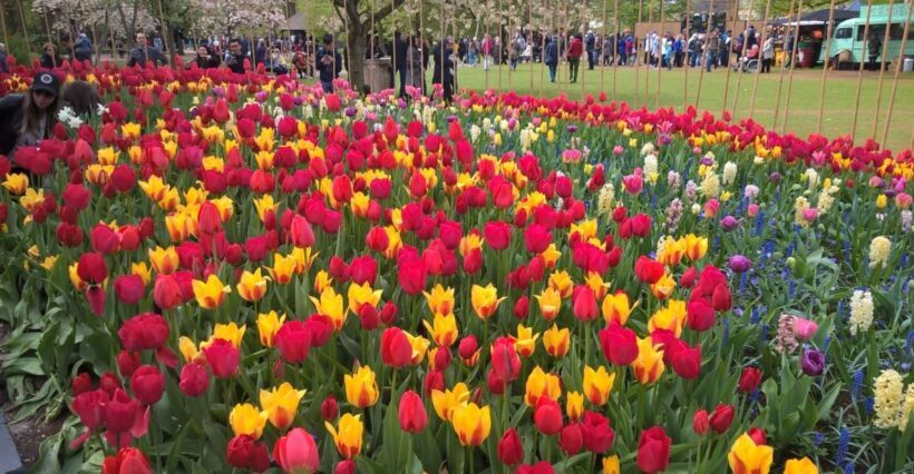 From Amsterdam: Keukenhof and Zaanse Schans Small Group Tour - Final Thoughts