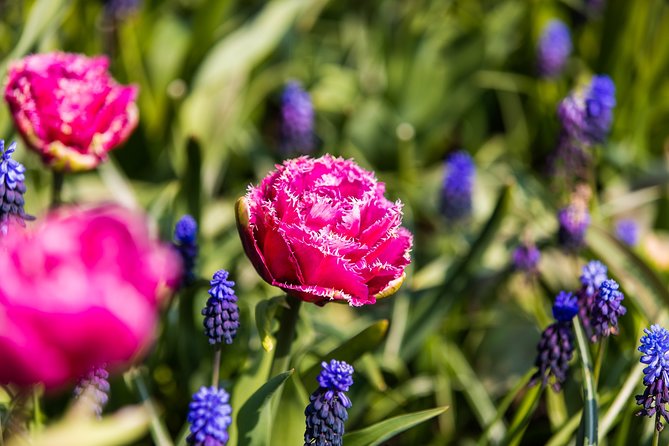 From Amsterdam: Keukenhof Flower Gardens Ticket and Transfer - Customer Experiences and Reviews