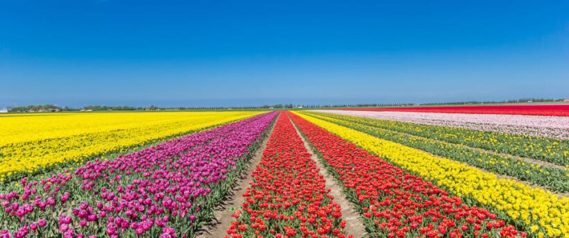 From Amsterdam: take the famous Tulip route tour - Key Points