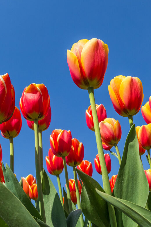 From Amsterdam: take the famous Tulip route tour - A Full Breakdown of the Tulip Route Tour