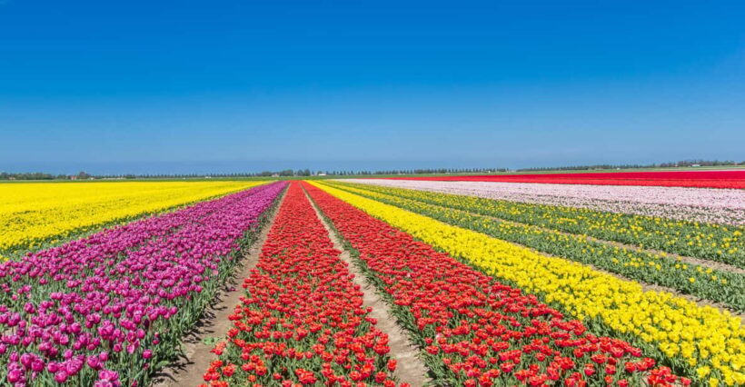 From Amsterdam: take the famous Tulip route tour - Authenticity and Guide Experience