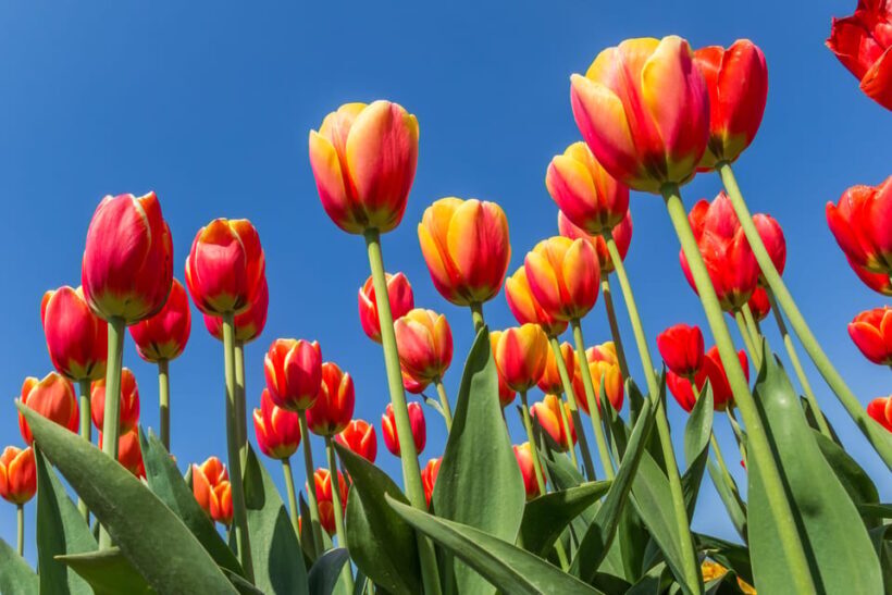 From Amsterdam: take the famous Tulip route tour - The Value of This Tour