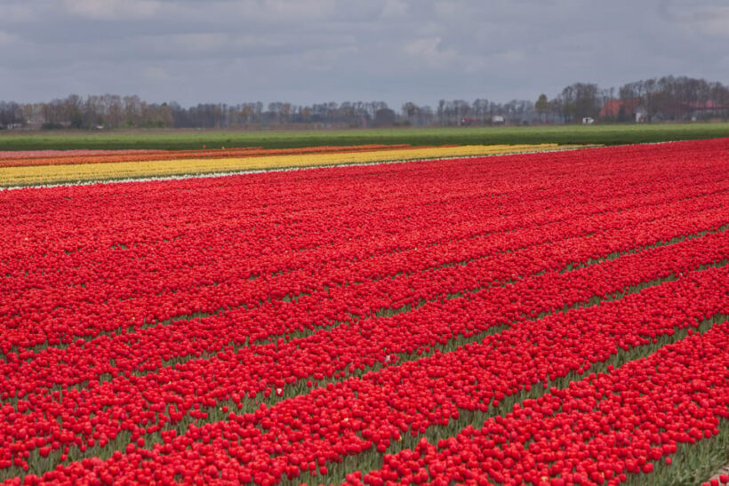 From Amsterdam: take the famous Tulip route tour - The Sum Up
