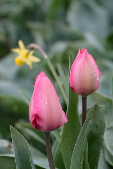 From Amsterdam: Tulip Fields of Holland Tour - An In-Depth Look at the Tulip Fields of Holland Tour