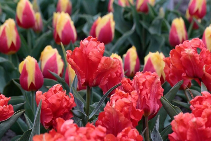 From Amsterdam: Tulip Fields of Holland Tour - FAQ
