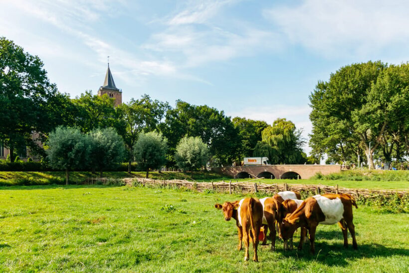 From Amsterdam: Zaanse Schans, Edam, & Marken Full-Day Trip - The Sum Up