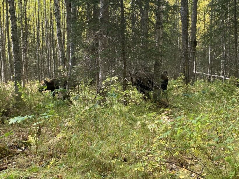 From Anchorage: Chugach State Park Walk with Naturalist - Starting Point and Logistics