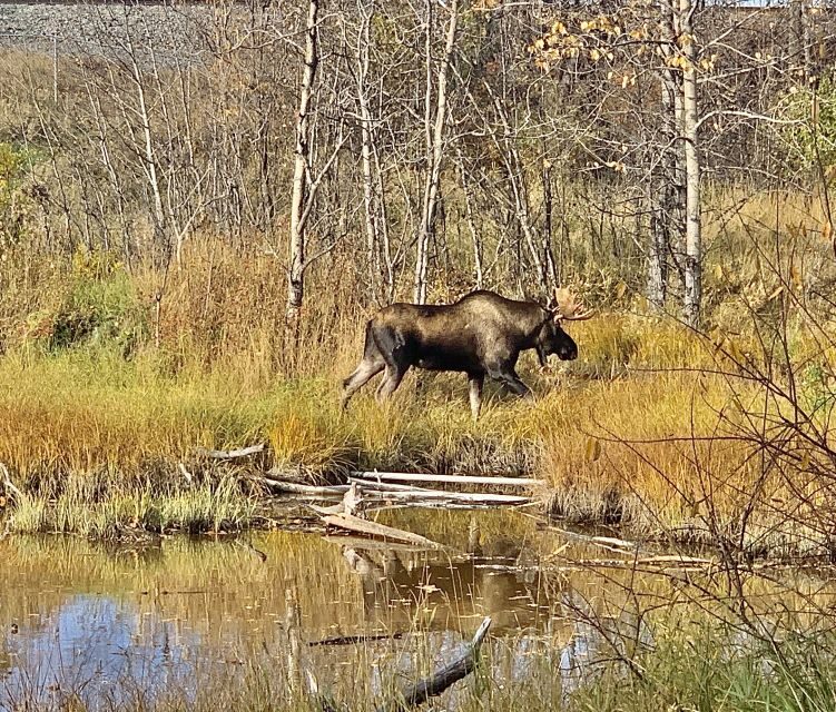 From Anchorage: Chugach State Park Walk with Naturalist - Educational Value