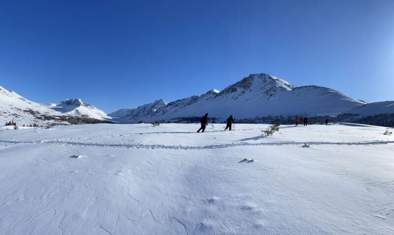 From Anchorage: Glen Alps Beginner's Snowshoeing Adventure - Wildlife and Nature Encounters