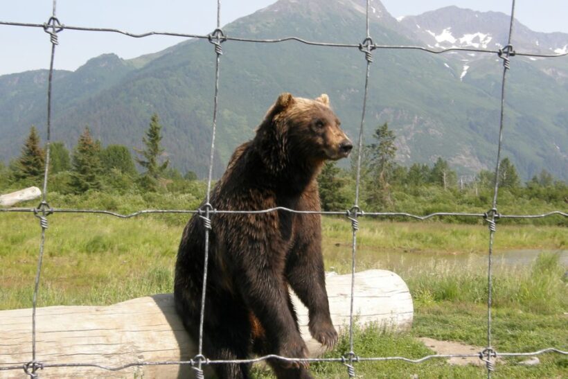 From Anchorage: Portage Glacier and Wildlife Full-Day Tour - Lunch and Practical Details