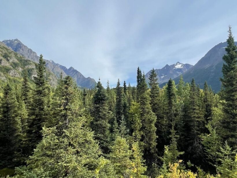 From Anchorage: Valley and Forest Hike with Naturalist Guide - An Authentic Taste of Alaska’s Wilderness