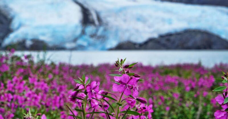 From Anchorage: Valley of Glaciers & Wildlife Center Tour - FAQ