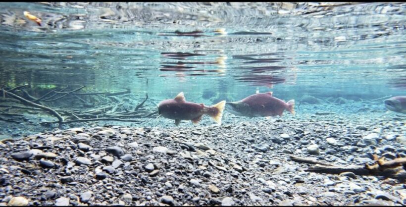 From Anchorage: Wilderness, Wildlife, & Glacier Experience - The Value of Knowledgeable Guides and Photography Tips