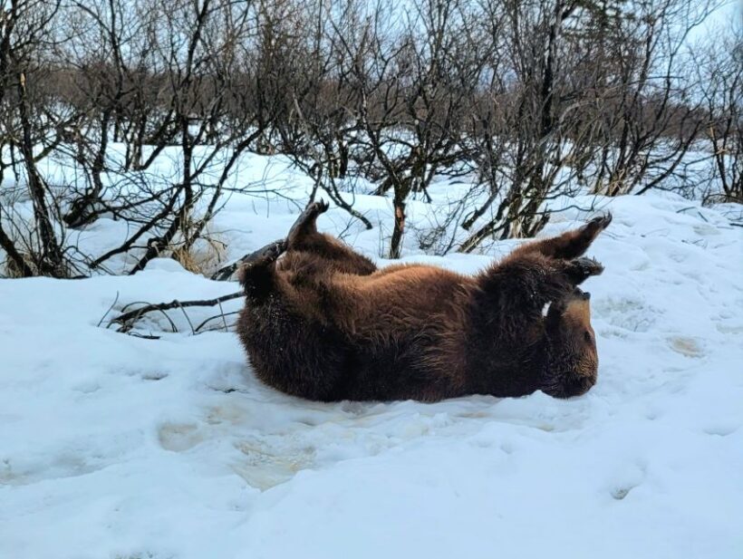 From Anchorage: Wilderness, Wildlife, & Glacier Experience - The Experience’s Strengths and Slight Limitations