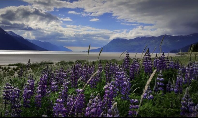 From Anchorage: Wilderness, Wildlife, & Glacier Experience - Who Should Consider This Tour?
