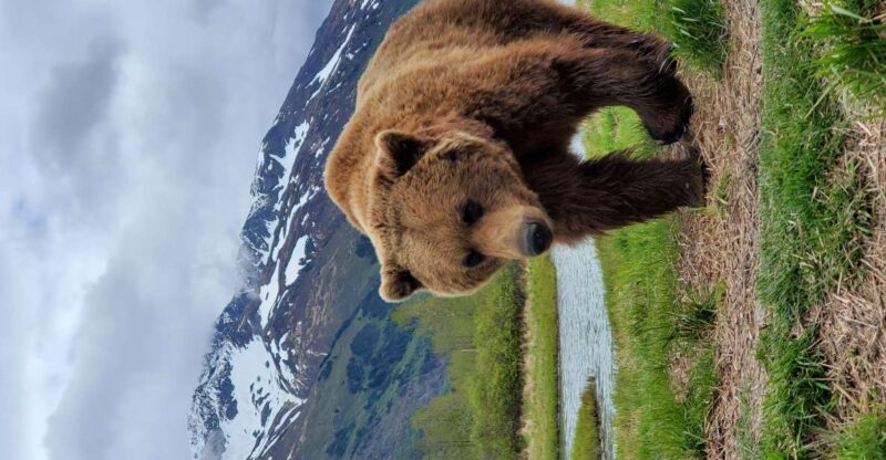 From Anchorage: Wilderness, Wildlife, & Glacier Experience - Key Points