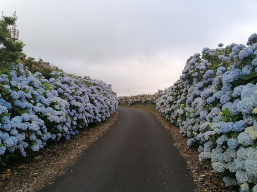 From Angra: Terceira Island Full-Day Tour - Authentic Experiences and Personal Touches