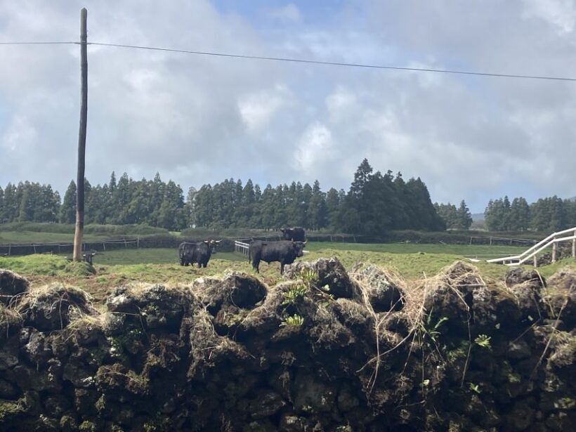 From Angra: Terceira Island Full-Day Tour - FAQ