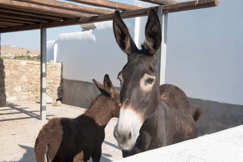 From Ano Mera: Day Tour & Wine Tasting with dinner At A Farm - FAQ