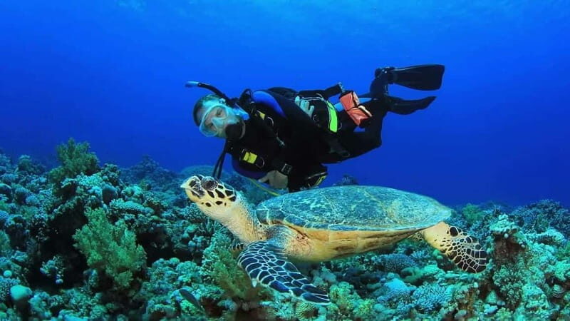 From Antalya: Scuba Diving With Lunch and Transfer - Who Is This Tour Best For?