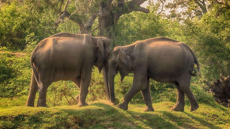 From Anuradhapura: Full Day Wilpattu's Wild Wonders -Private - Who Will Love This Tour?