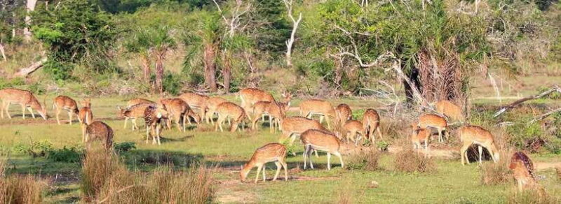 From Anuradhapura: Wilpattu National Park Half-Day Safari - Detailed Breakdown of the Itinerary