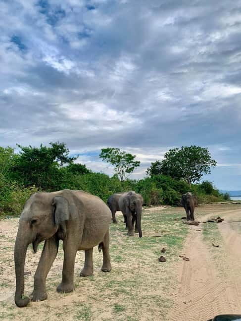 From Anuradhapura: Wilpattu National park Safari - An Introduction to the Wilpattu Safari Experience