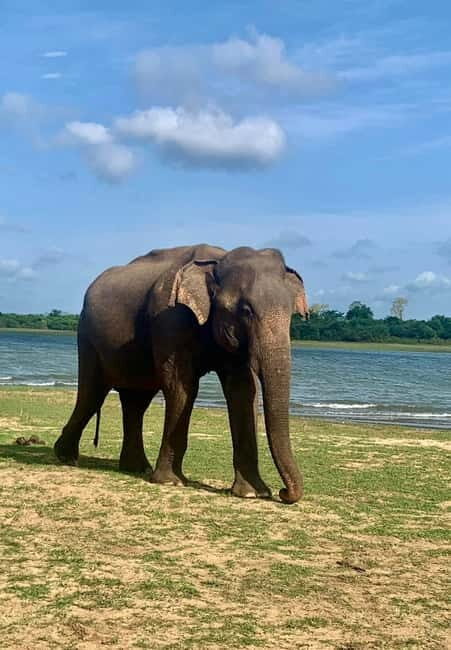 From Anuradhapura: Wilpattu National park Safari - What Makes This Safari Stand Out?