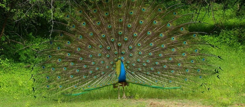 From Anuradhapura: Wilpattu National park Safari - Value for Money and Practical Tips