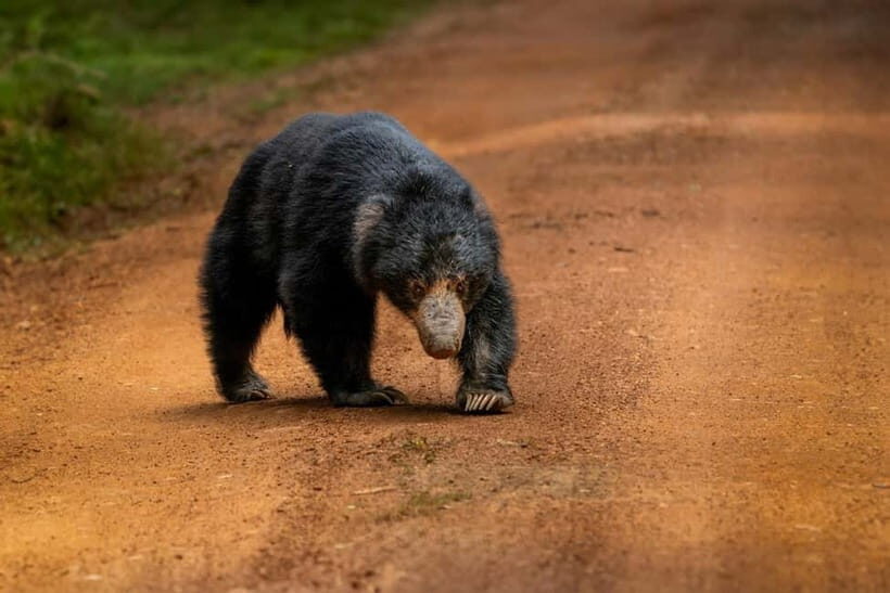 From Anuradhapura: Wilpattu National park Safari - Final Thoughts