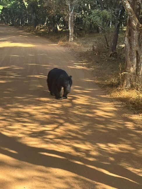 From Anuradhapura:Wilpattu Full-Day Wildlife Safari. - Key Points