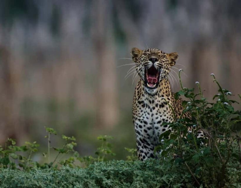From Anuradhapura:Wilpattu Full-Day Wildlife Safari. - Authentic Experiences: What Travelers Say