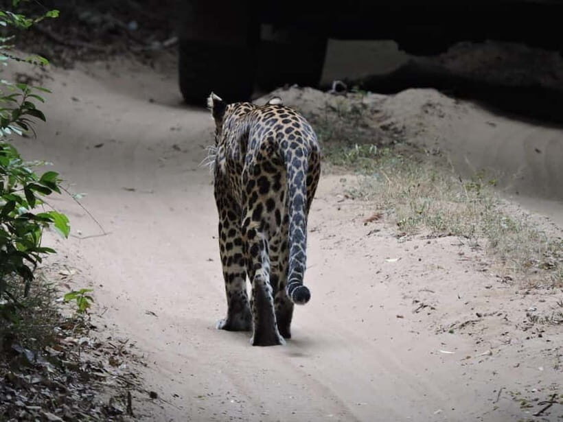 From Anuradhapura:Wilpattu Full-Day Wildlife Safari. - A Balanced View: Is This Safari Right for You?
