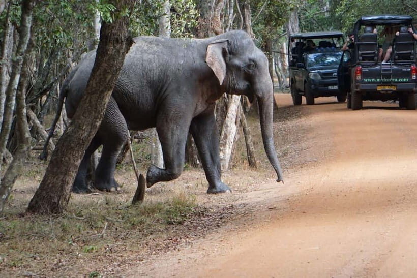 From Anuradhapura:Wilpattu Full-Day Wildlife Safari. - The Sum Up